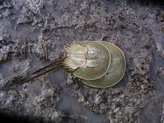 Tapak Ramsar Johor: Flora & Fauna