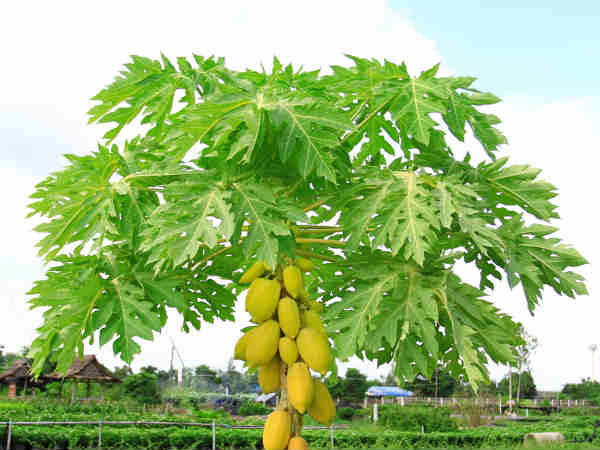 Foods For Dengue Fever Beauty Lifestyle foods-for-dengue-fever-beauty-lifestyle