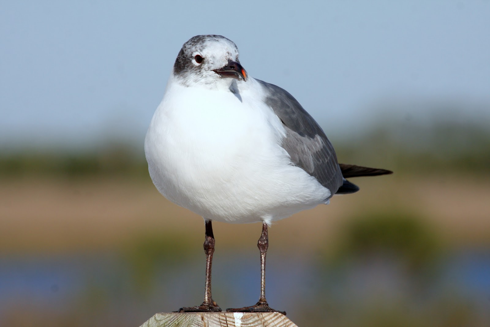 Miami Blue Butterfly