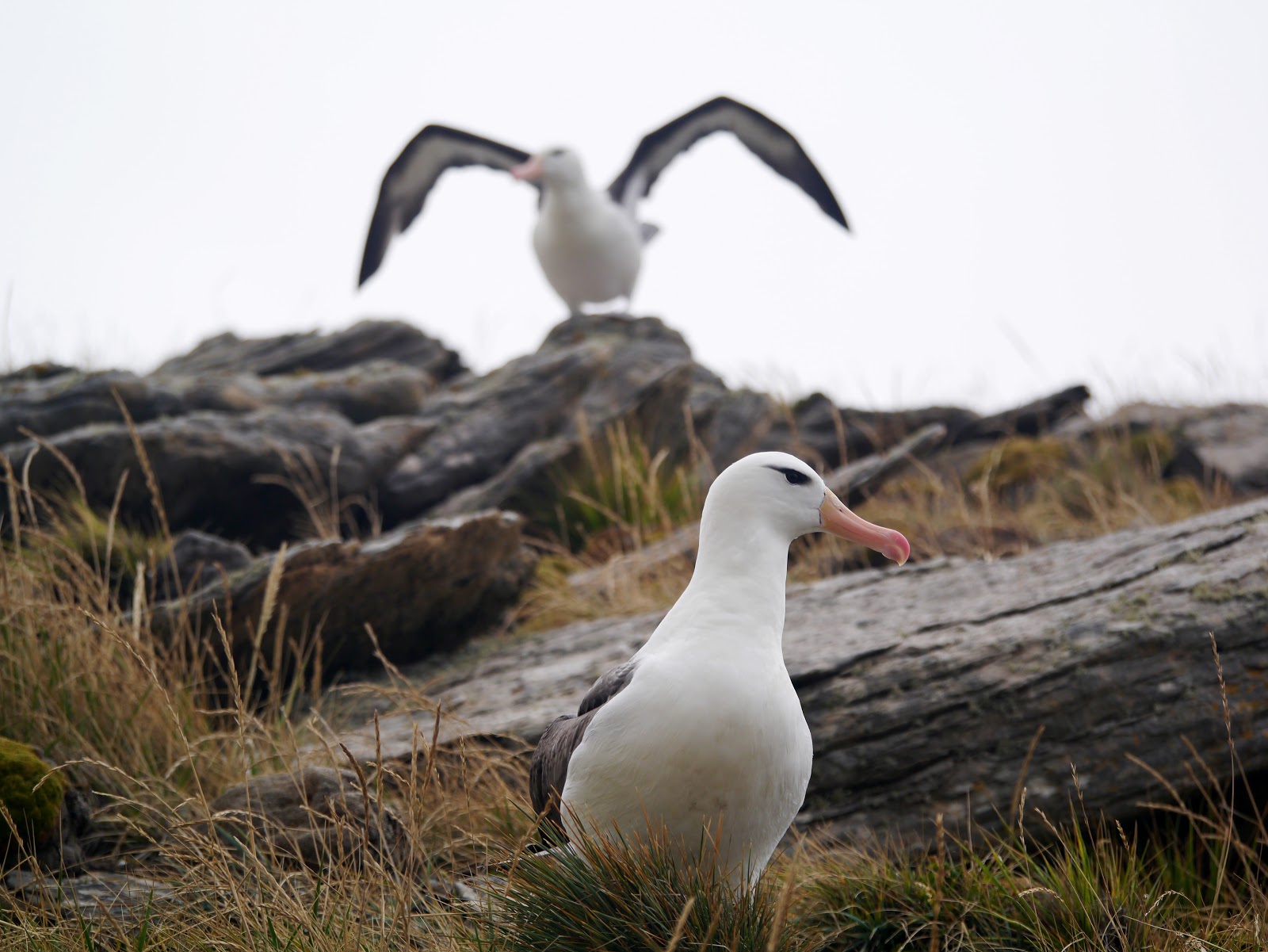 Polyolbion: Albert Ross and friends