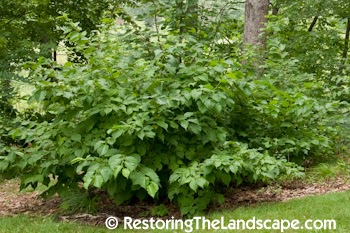 Restoring The Landscape With Native Plants: Two Dependable Understory ...