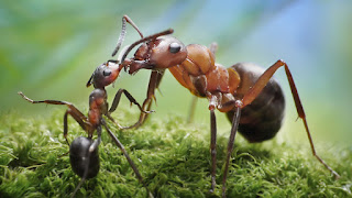 Antologi : How ant communicate each other