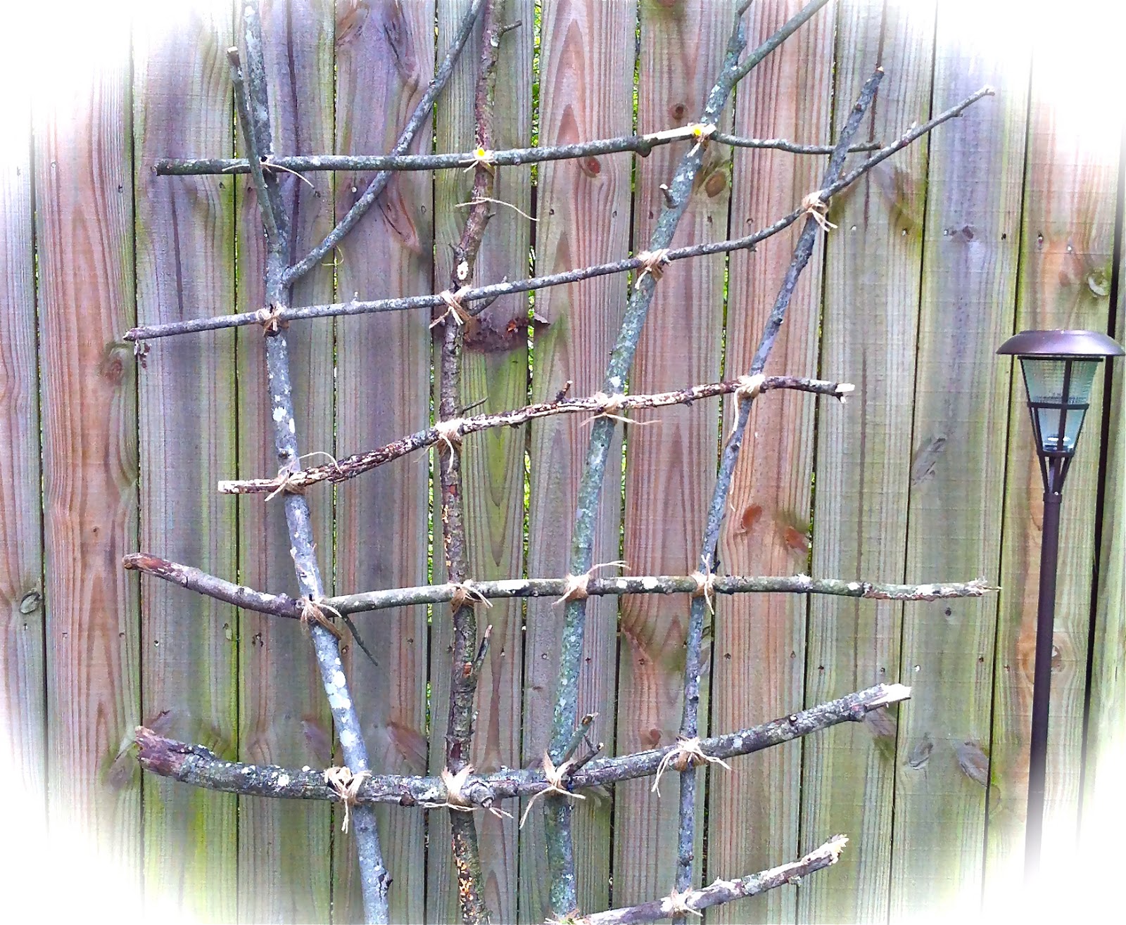 everyday donna: Make A Rustic Trellis From Fallen Tree Limbs