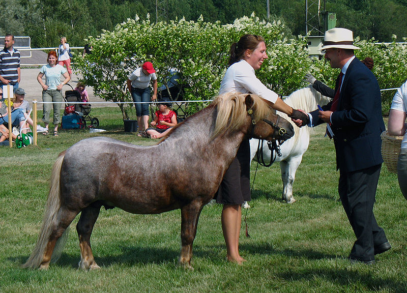 Gentle yet Strong Shetland Pony - Nice Pictures