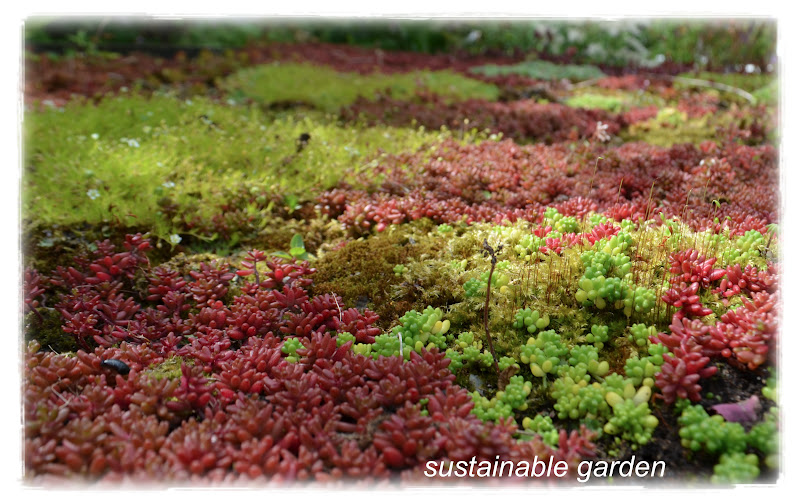 sustainable garden: grow your own sedum roof
