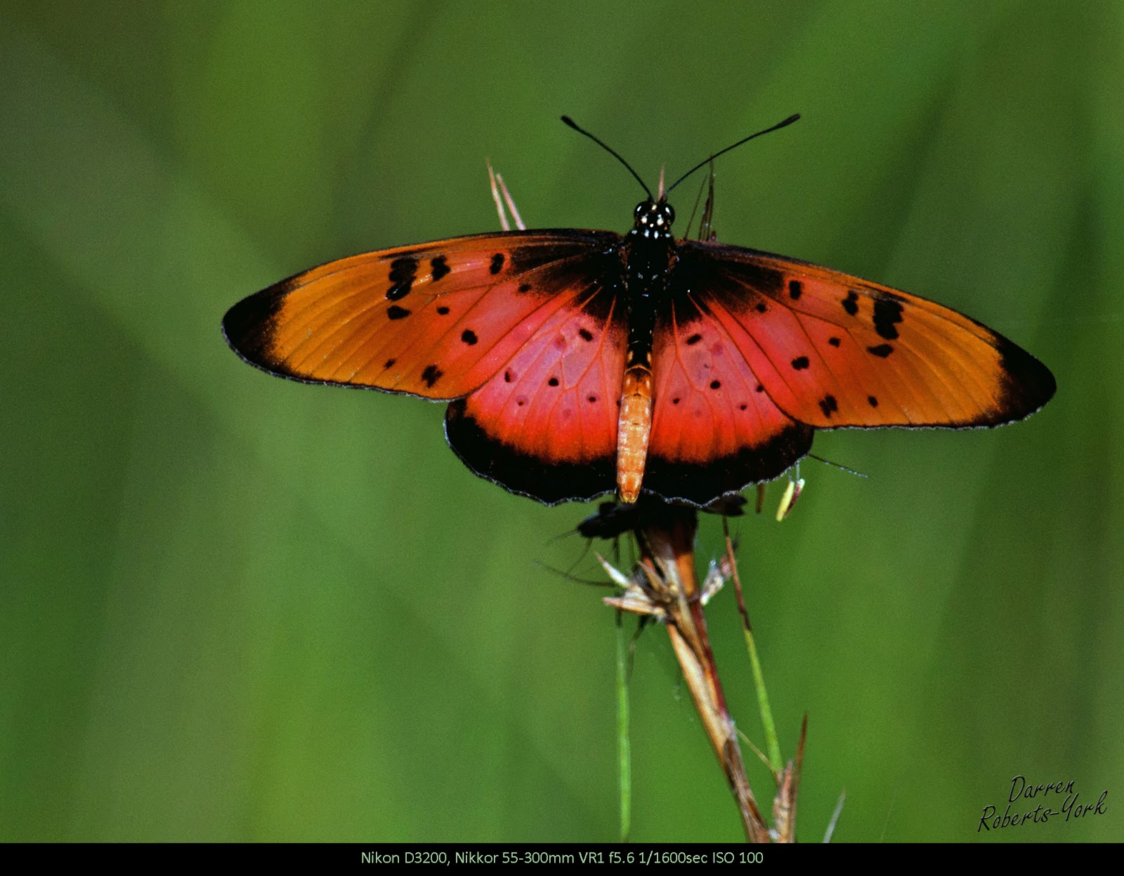 Tintswalo Ranger's Blog: Sightings update: 18 – 25 February 2013
