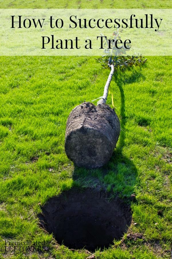 How to Successfully Plant a Tree | A Collection of Photos