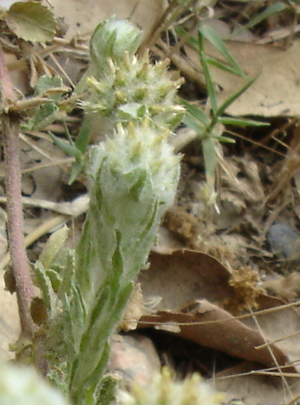 FLORS: Herba cotonera (Filago pyramidata)