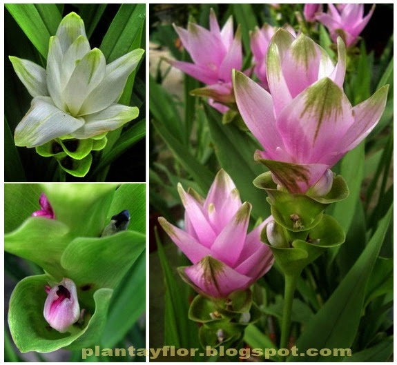 Plantas y flores: Curcuma alismatifolia