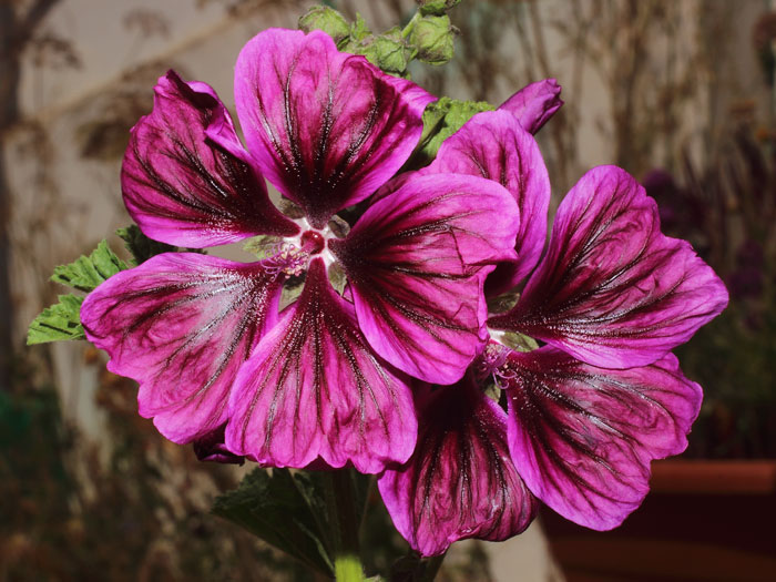 El Jardín Sucronense: Malva 'Mystic Merlin', una silvestre vestida de gala