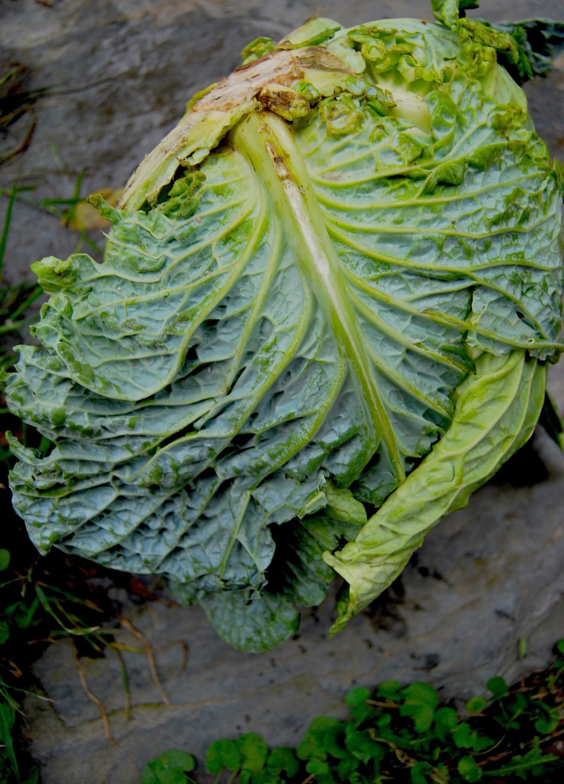 Historias y Pinturas: El Repollo