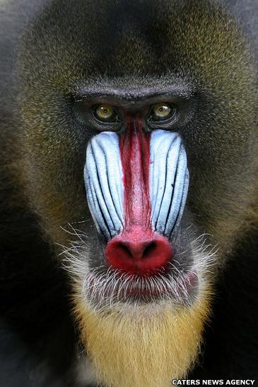 Un Mundo en Paz: El colorido mundo animal