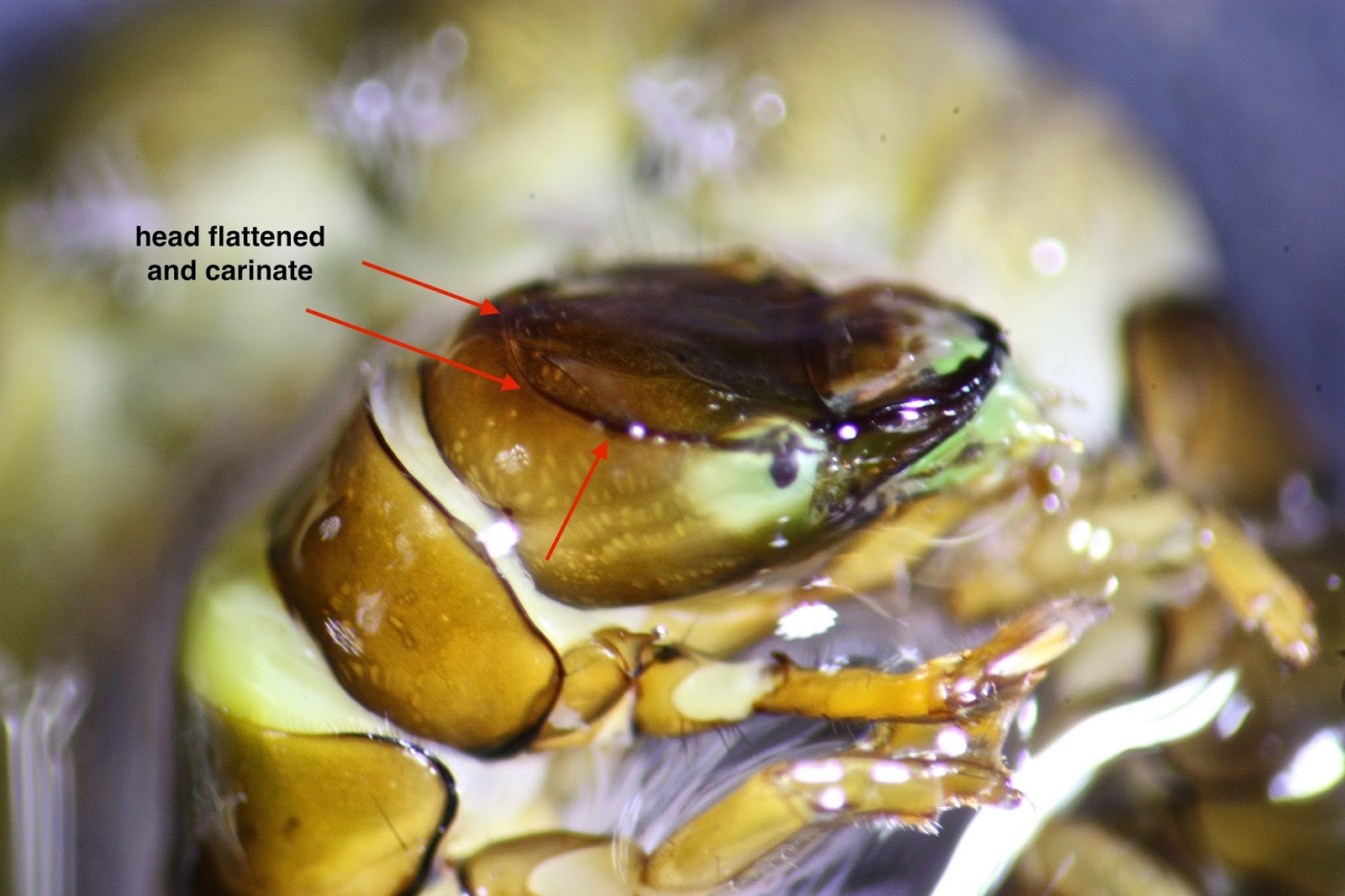 Aquatic Insects of Central Virginia: Macrostemum carolina: no doubt ...