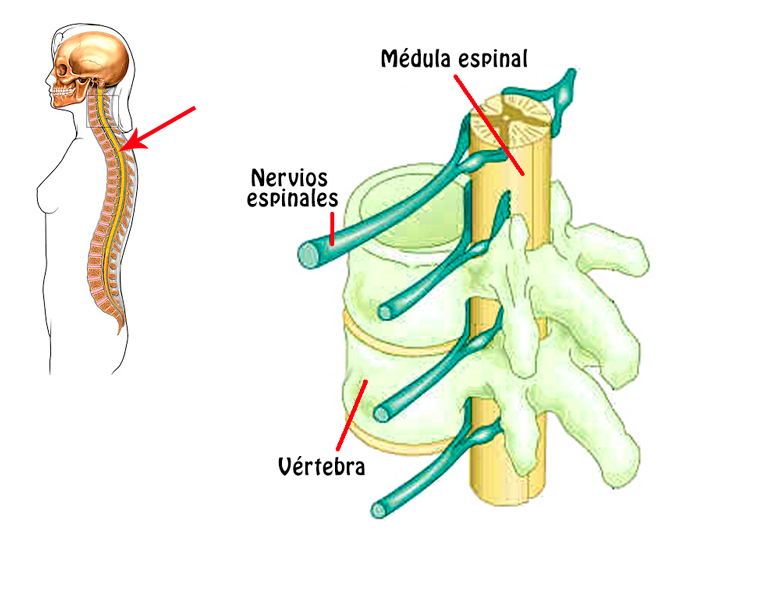 Biología - Rey Josías: Sistema Nervioso Central