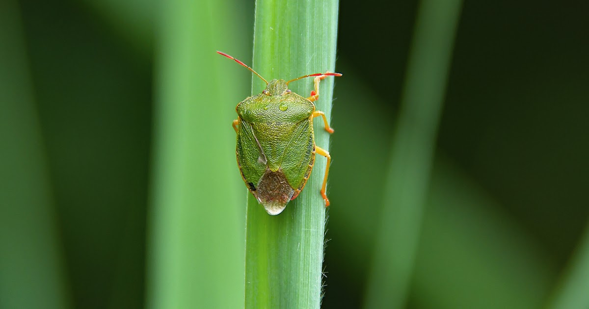 Jozef van der Heijden - Natuurfotografie: De Groene schildwants en ...