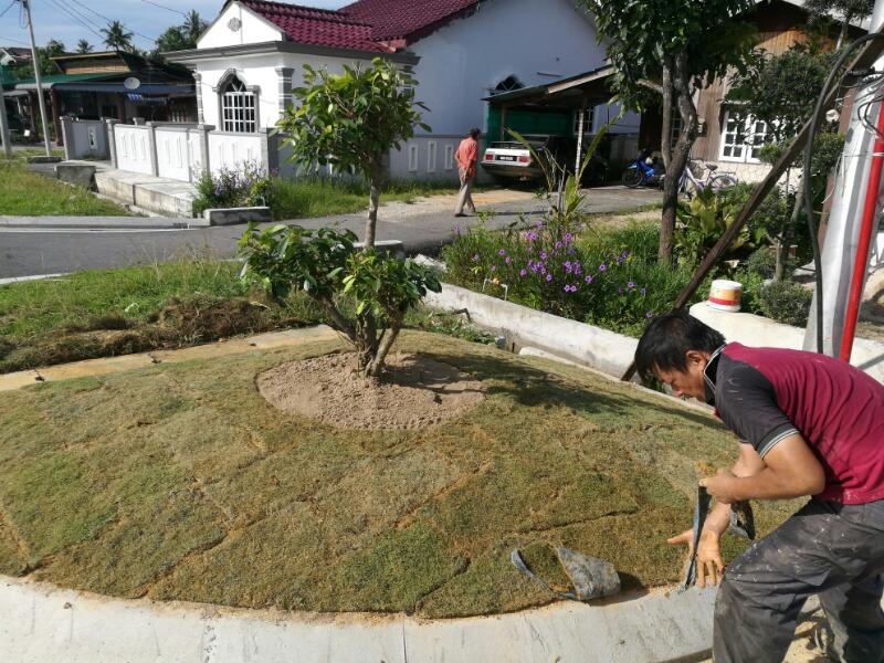 STEP BY STEP CARA TANAM RUMPUT JEPUN | Maria Firdaus