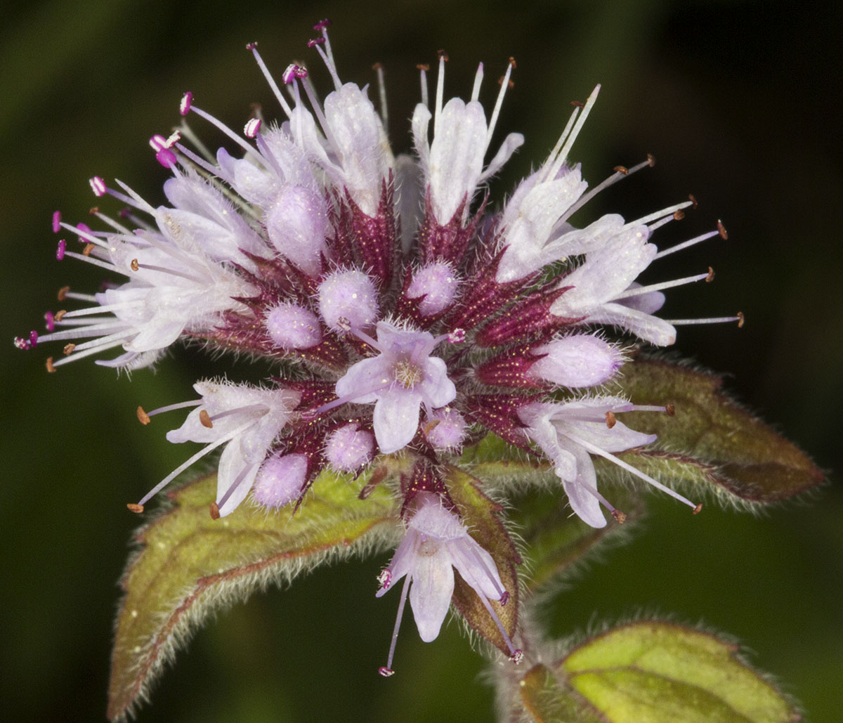 Three Keston Plants | Naturally