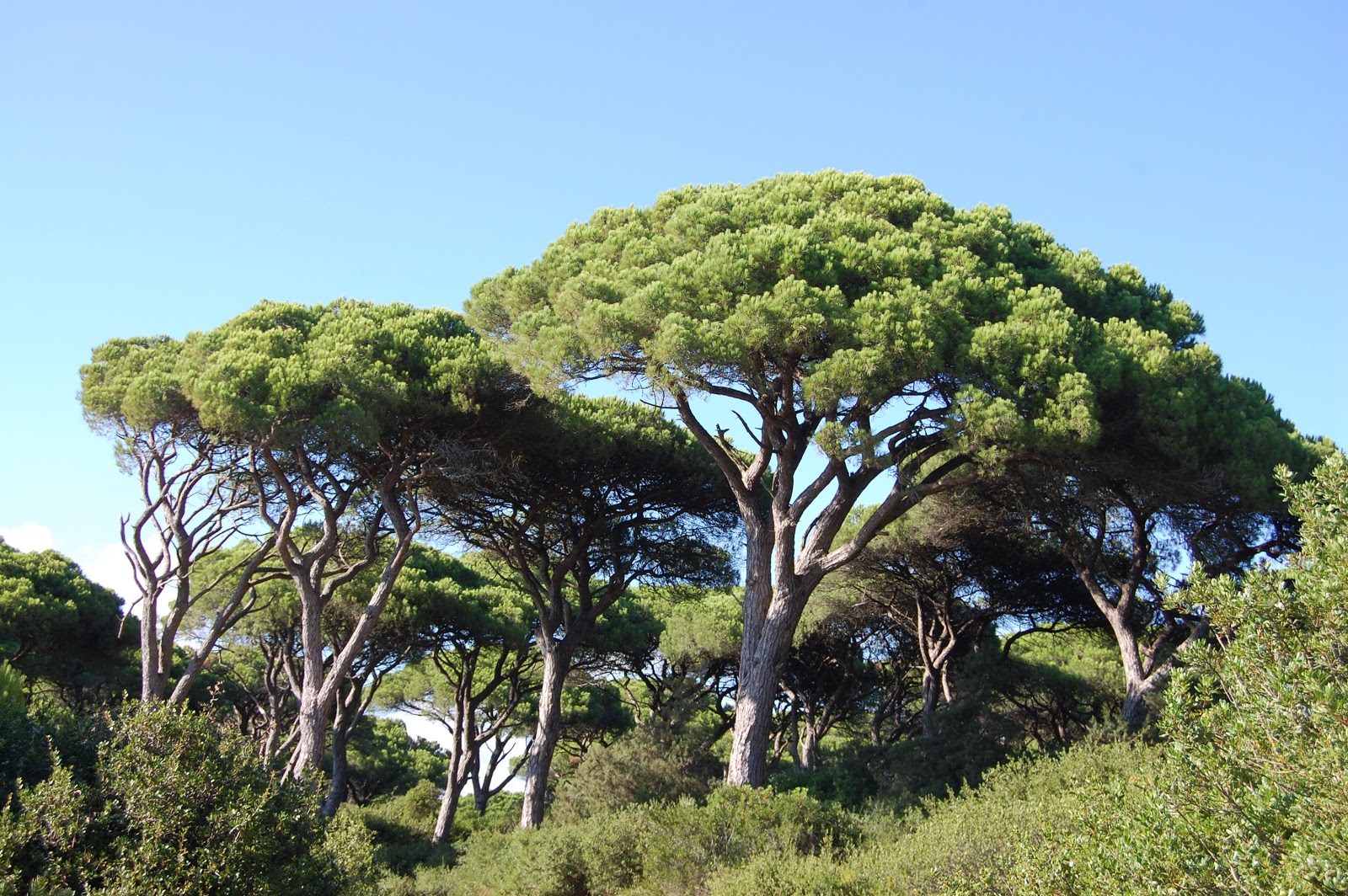 Flora da Serra da Arrábida: Pinheiro-manso (Pinus pinea)