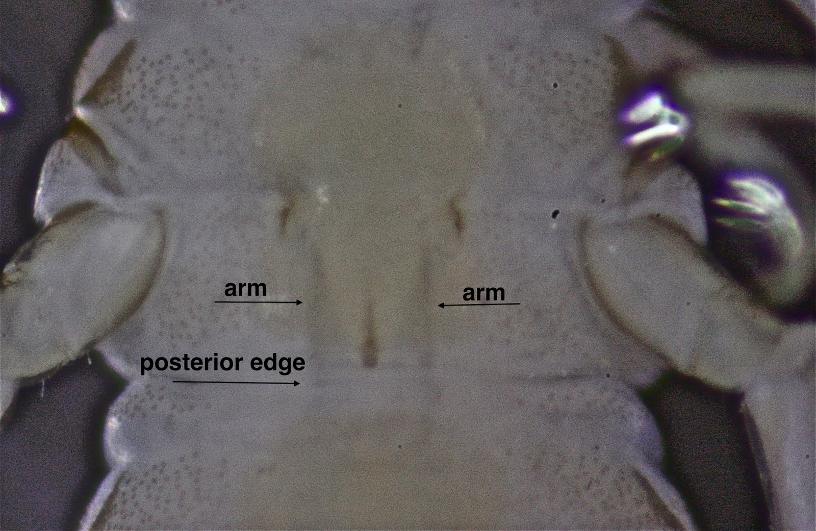 Aquatic Insects of Central Virginia: Maturation of "Diploperla ...