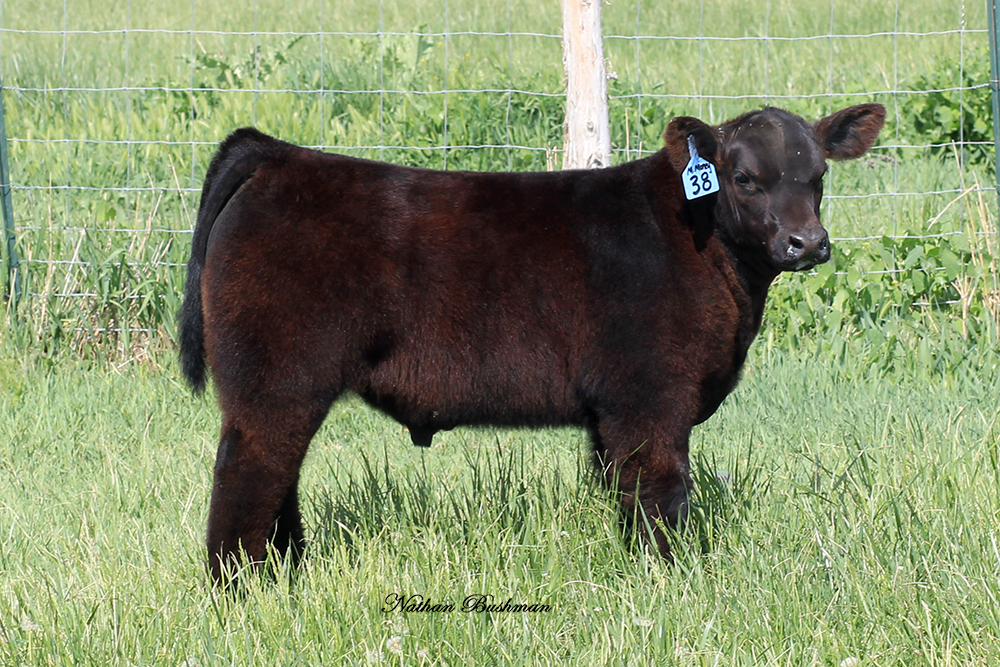 Bushman Cattle Company: Monopoly Money Bull Prospect