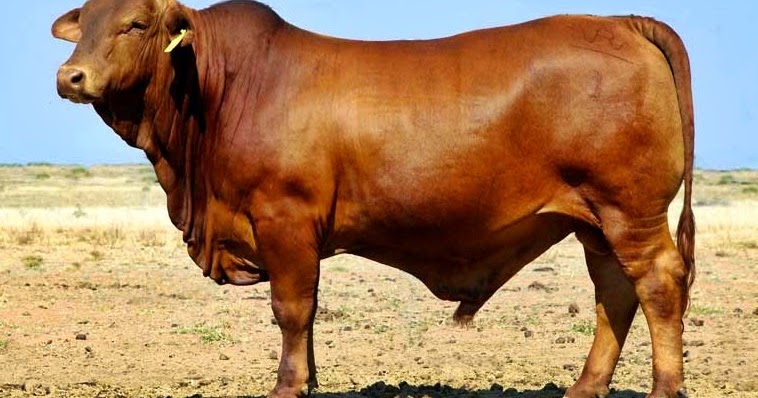 Top Baru Gambar Kepala Sapi