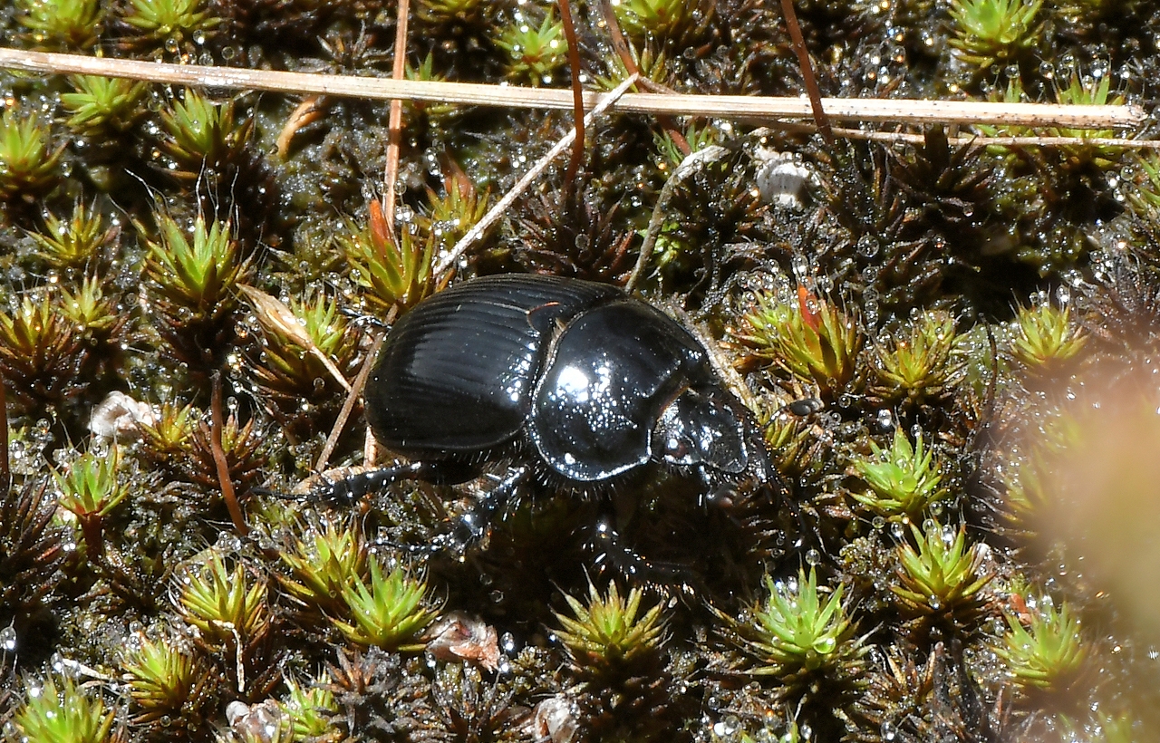 Jozef van der Heijden - Natuurfotografie: Paardenmestkever (Geotrupes ...