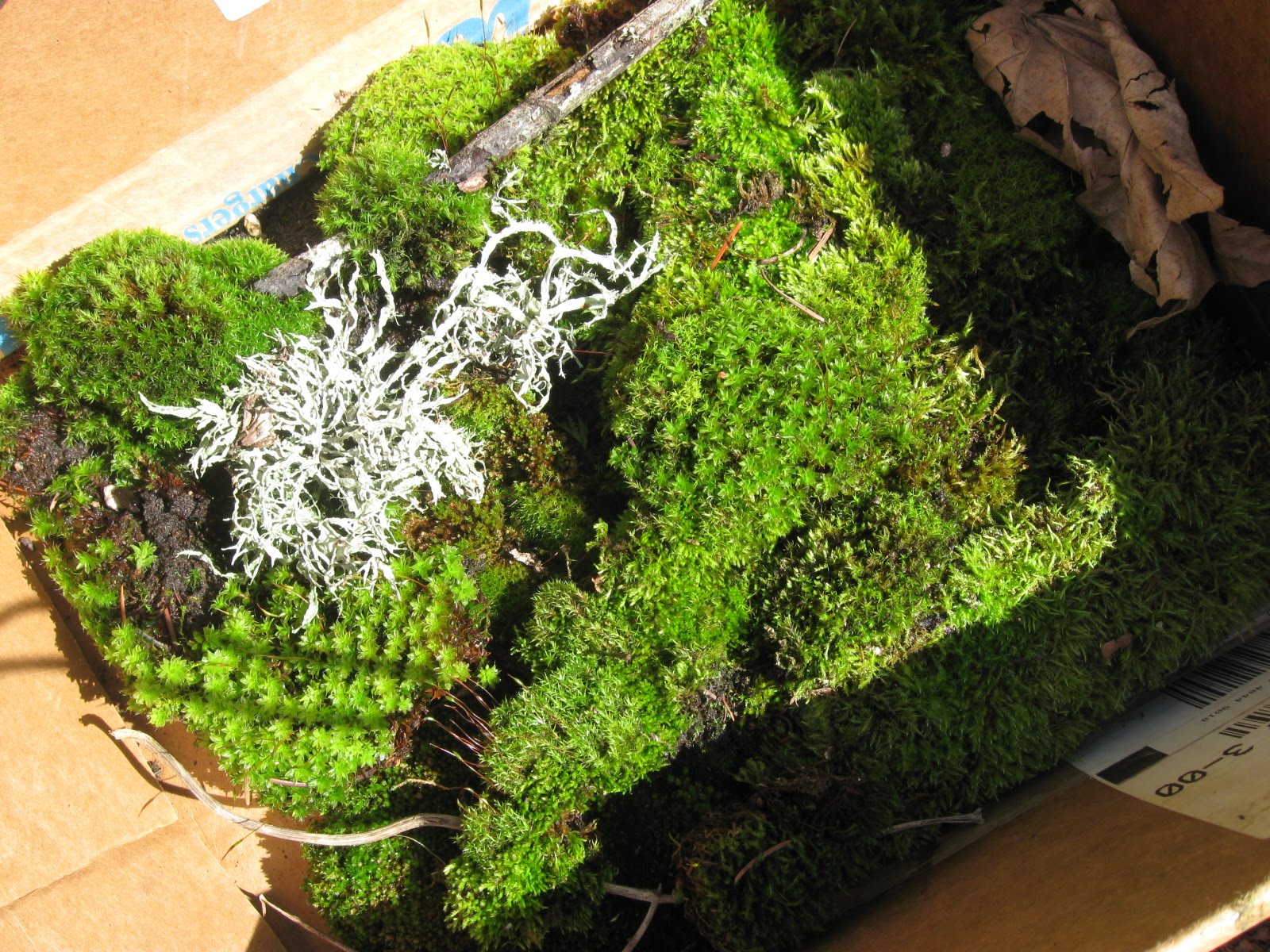 Treasures from the Heart: Fun Moss Projects