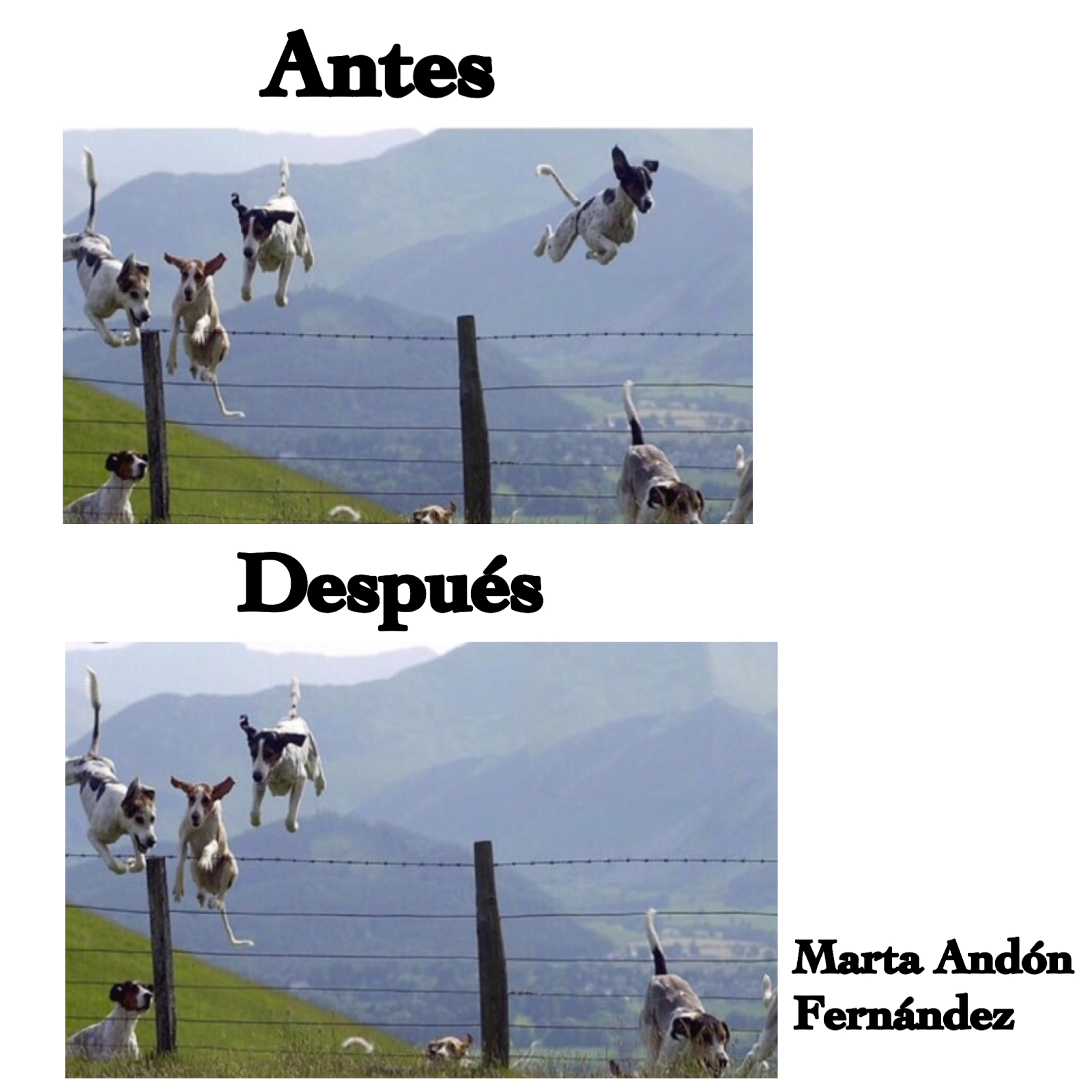 Life of animals: Eliminación de objetos y retoque fotográfico