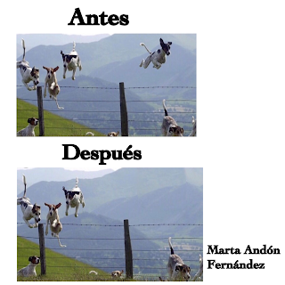 Life of animals: Eliminación de objetos y retoque fotográfico