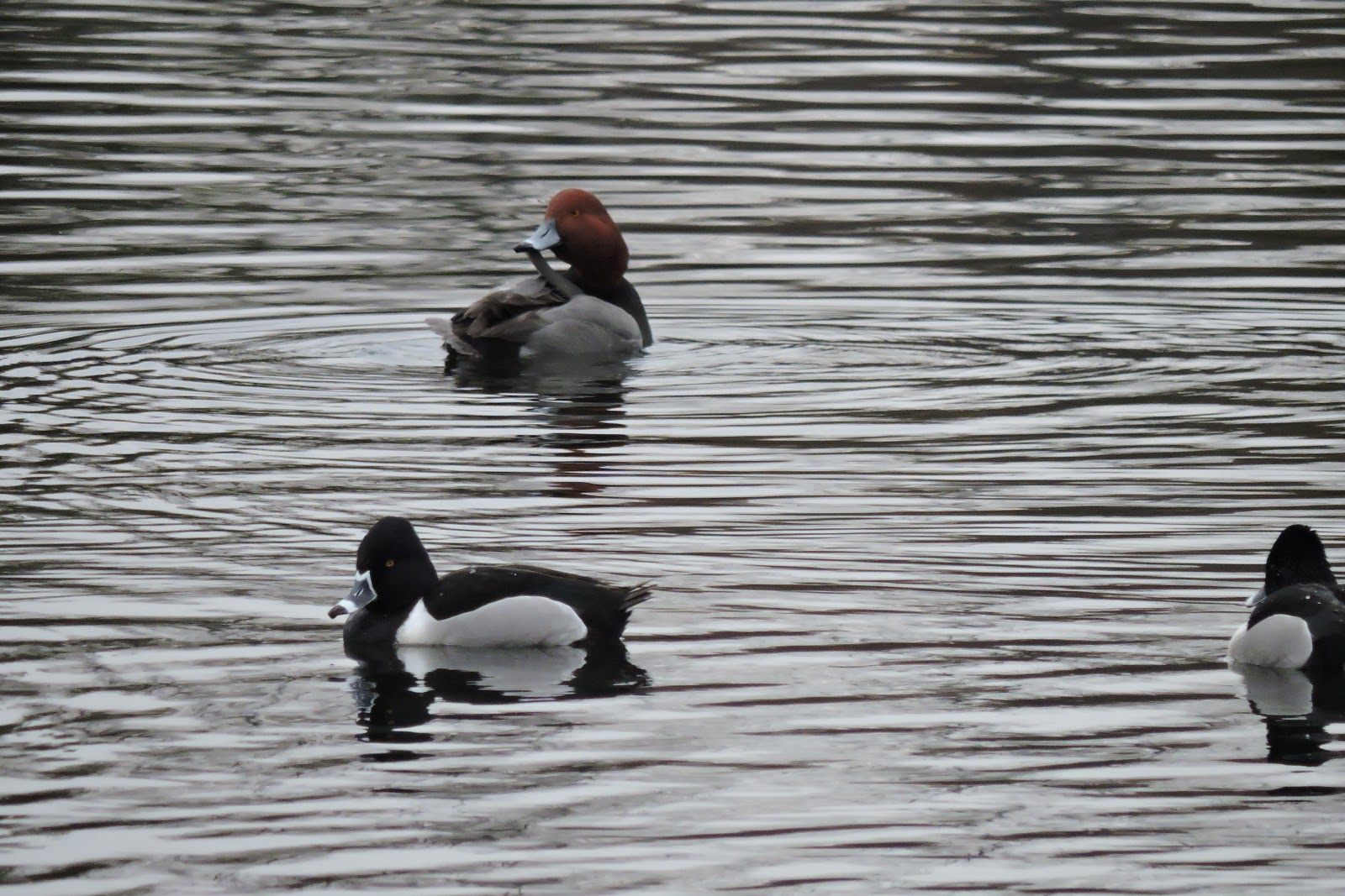 Capital Naturalist by Alonso Abugattas: Redhead Ducks