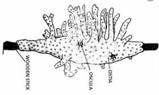 লেখাপড়া বিডি.কম: Spongilla এর শ্রেণিবিন্যাস / Classification.