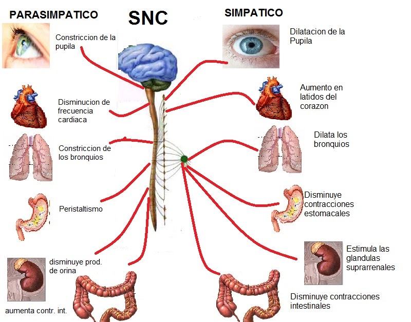 Fisiología Básica: Tabla de efectos Simpaticos y Parasimpaticos