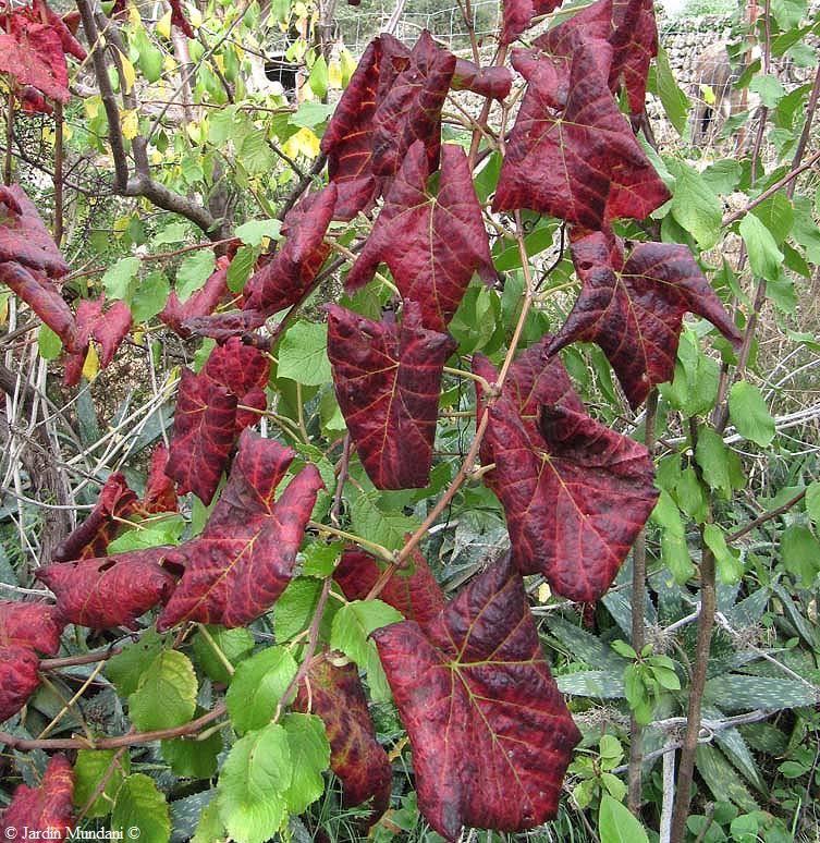 Sangrando en verde: Las antocianinas, los colores de las plantas ...