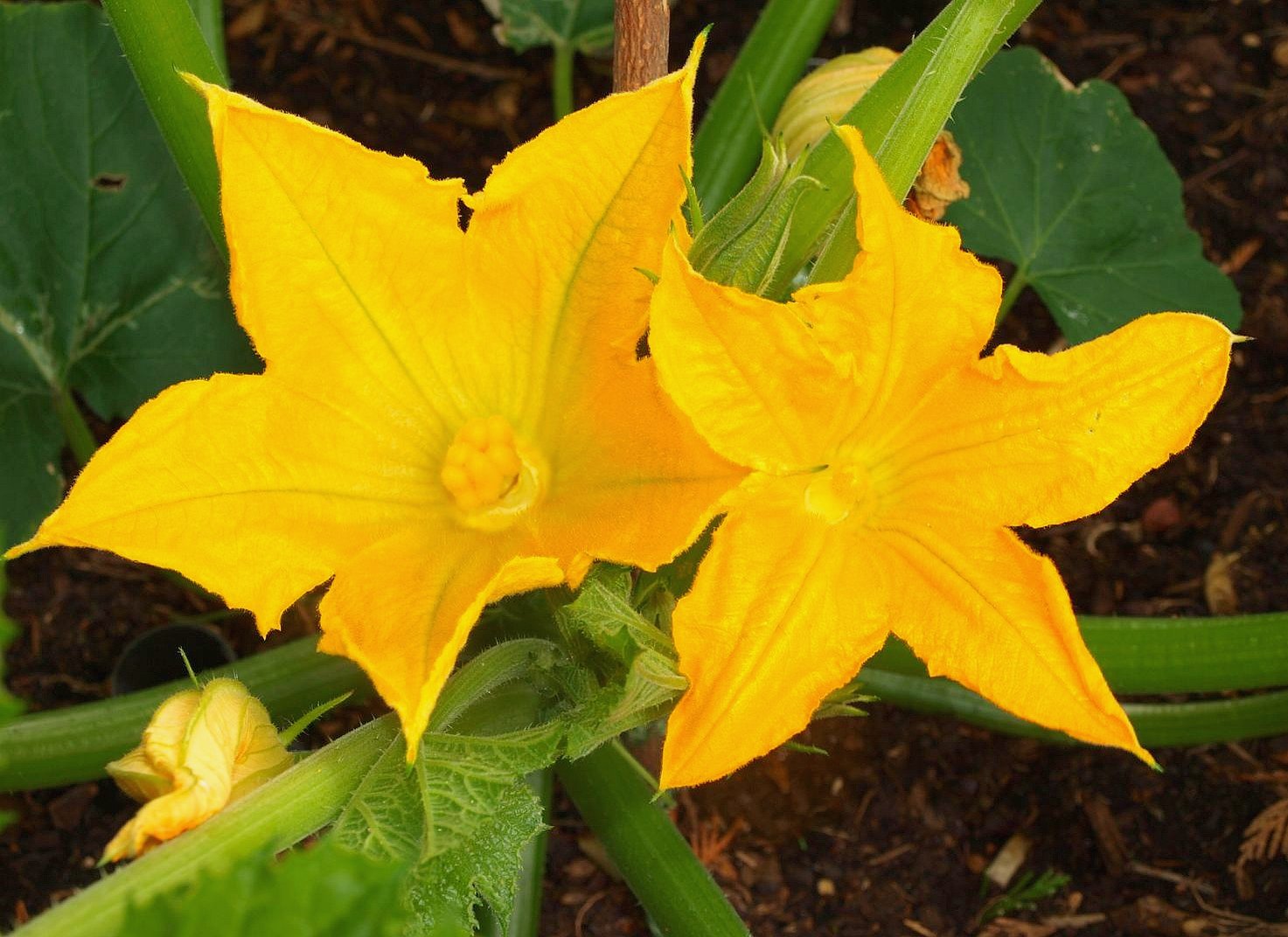 Mark's Veg Plot: The sex-life of the Marrow