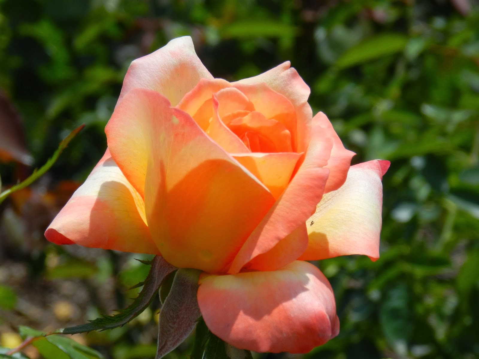 Prairie Rose's Garden: Ready for a Road Trip?