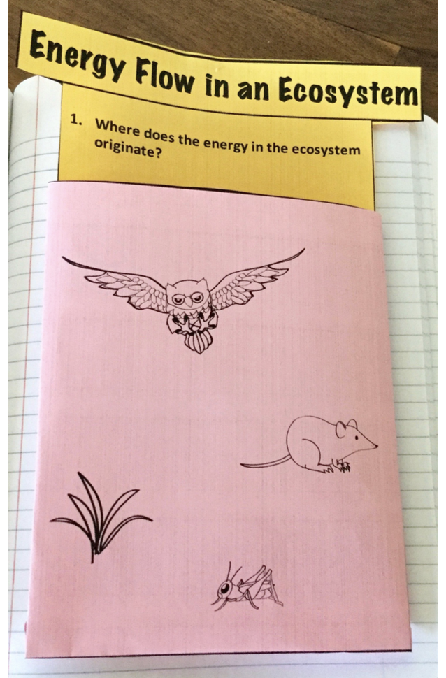 Ecosystem and Food Chain Lesson Ideas 5 LS2 and MS LS2 - Teaching ...