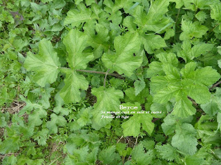 La berce spondyle - Nature et complicités
