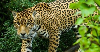 Campañas Ambientales de Eco Sitio: ¡La selva de Los Chimalapas se defiende!