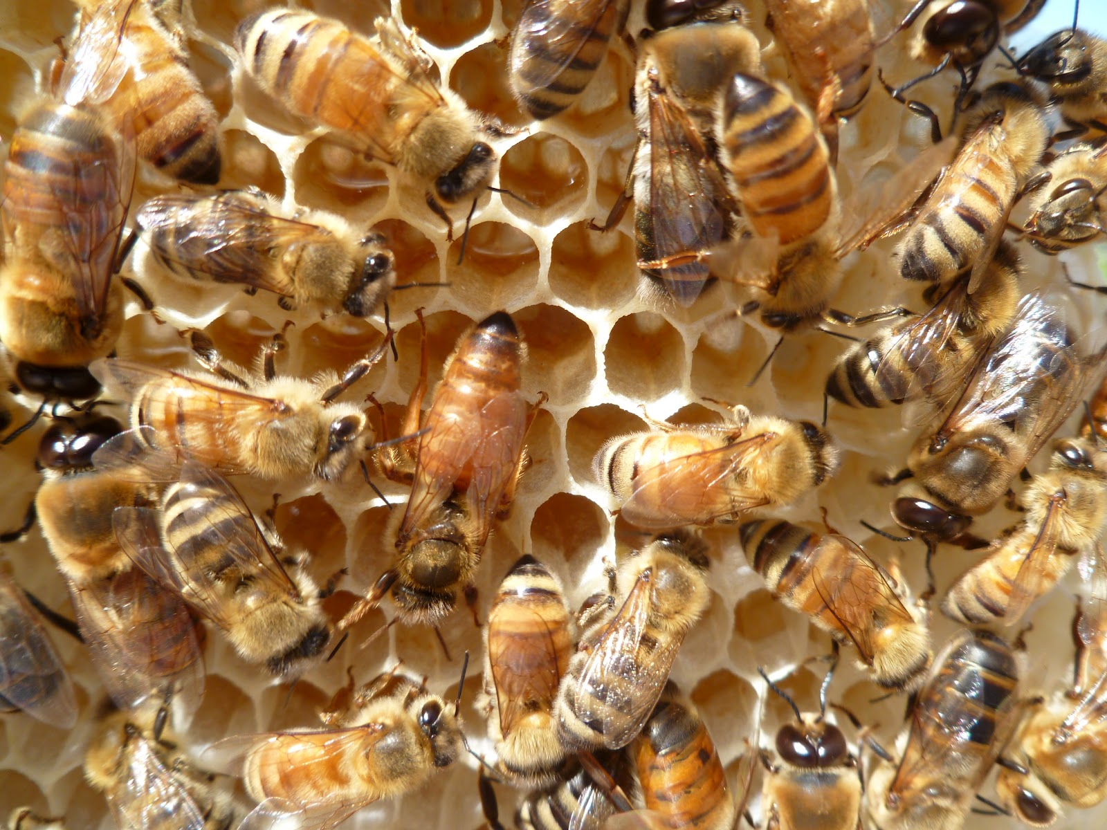 Queen Anne Bees: Black Pollen Arrives and the March of the Drones