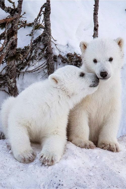 Sweet Animals ~ Stunning nature