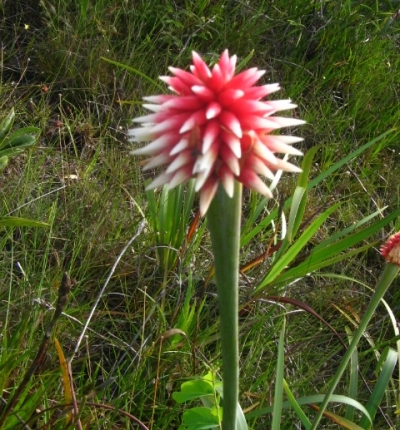 conociondo la naturaleza del guainia: FLOR DE INIRIDA