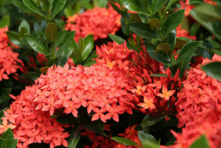 Dwarf Santan Tea, Water Therapy & Diet Heals Tuberculosis - Natural ...