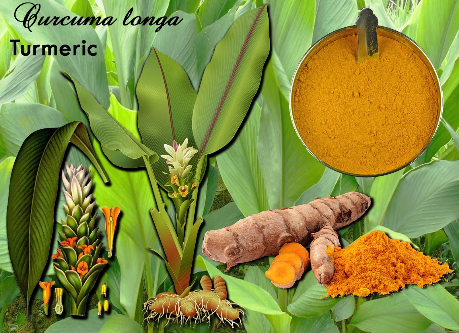 Intelliblog: ALL ABOUT TURMERIC