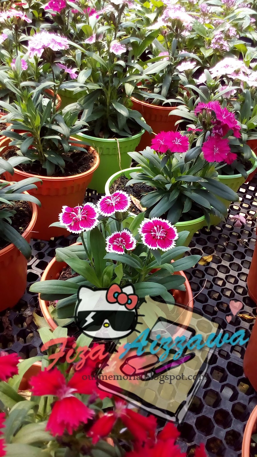 Pelbagai Bunga hiasan dan pokok hiasan di Nurseri Bunga, Sg. Buloh