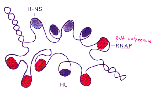 BIOLOGOCALENTANO: DESARROLLO DE LA UNIDAD "3"