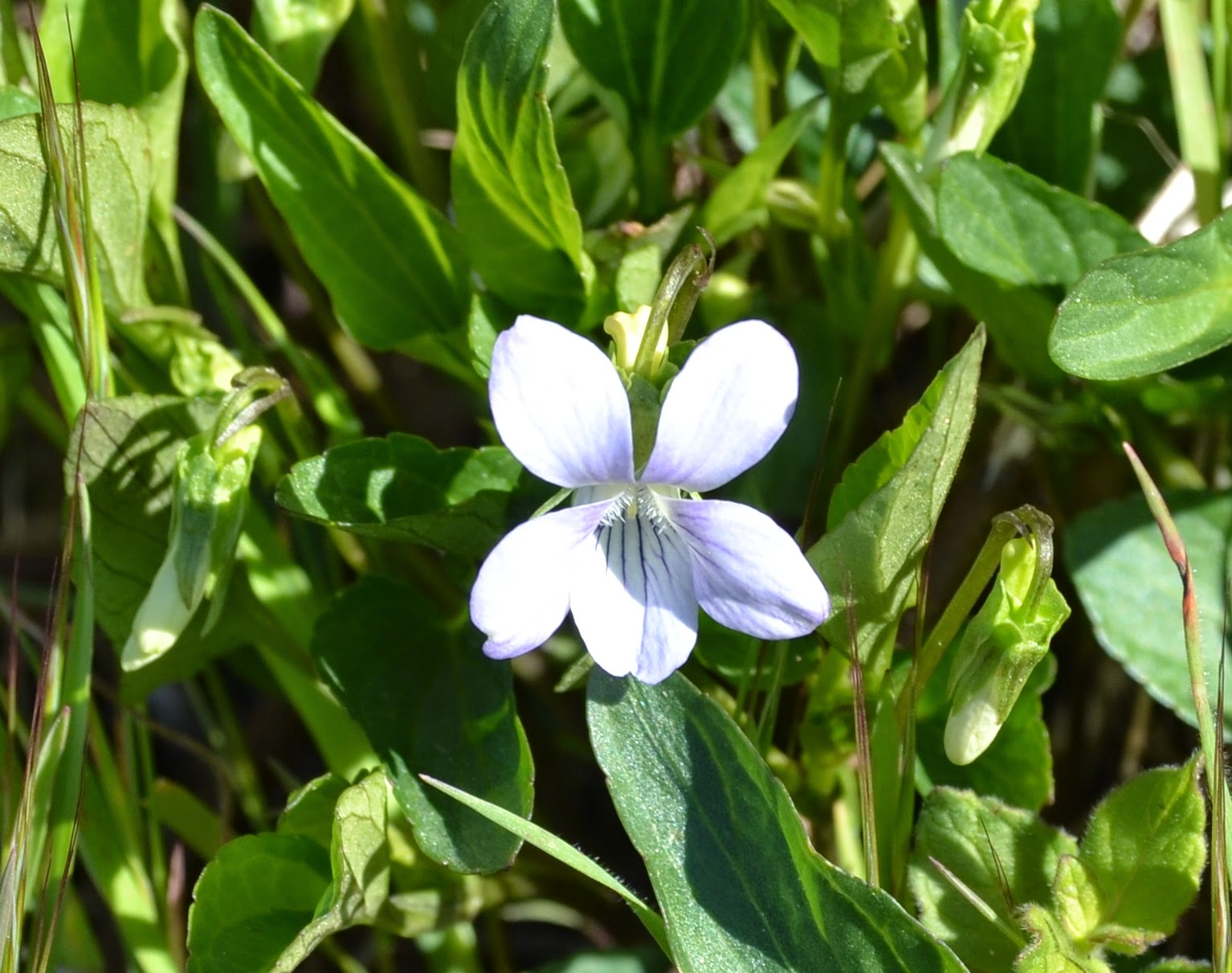 Plantas: Beleza e Diversidade: Violeta-brava (Viola lactea)