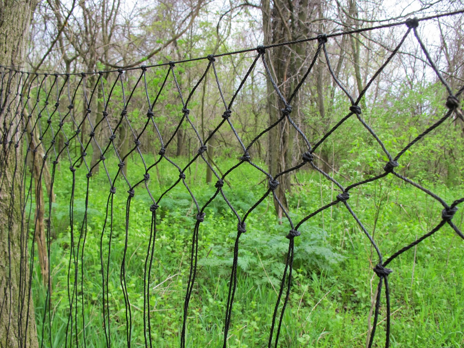 Woodland Wisdom: Survival Trapping