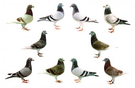 Palomas Africanas