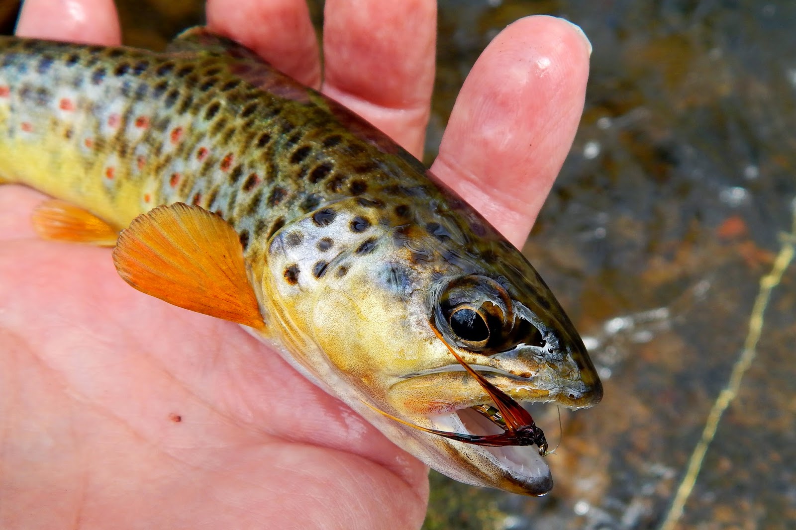 Small Stream Reflections: "Thunderstorms"