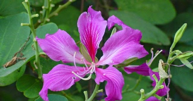 Waw... Ternyata Ini Manfaat dan Khasiat Bunga Kupu - Kupu (Bauhinia ...